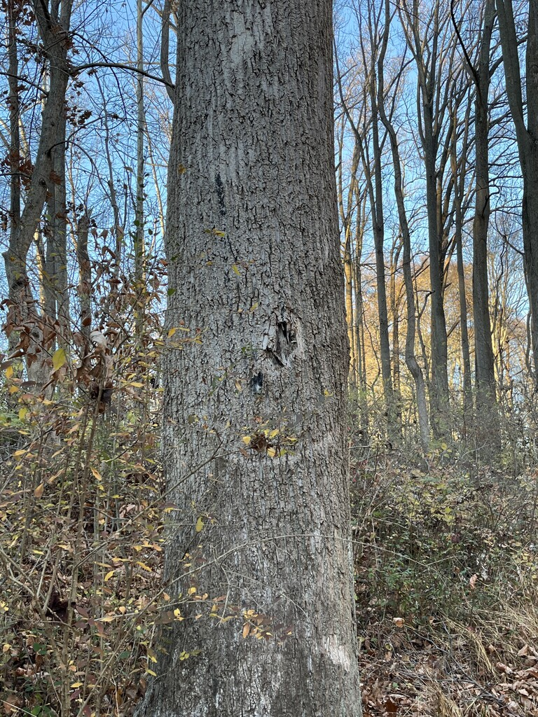 FKT on the Historic Brandywine Trail Set by Kelly Ammon and Brandon ...